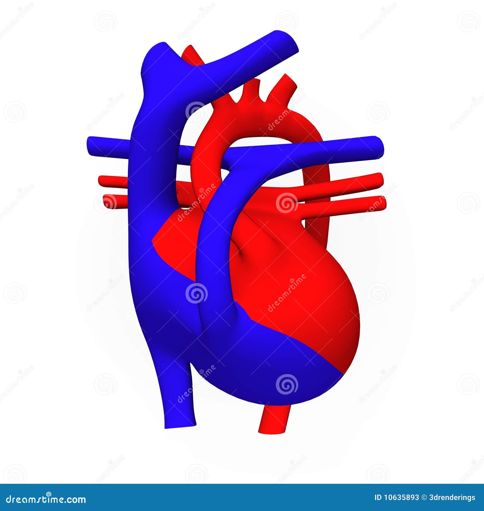 Heart scheme stock illustration. Illustration of medicine - 10635893