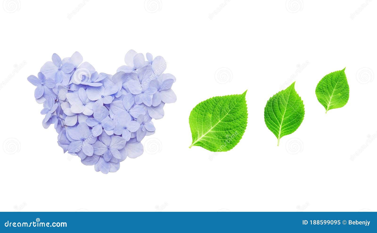 A Heart Shape of Blue Hydrangea Flower on a White Background Stock ...