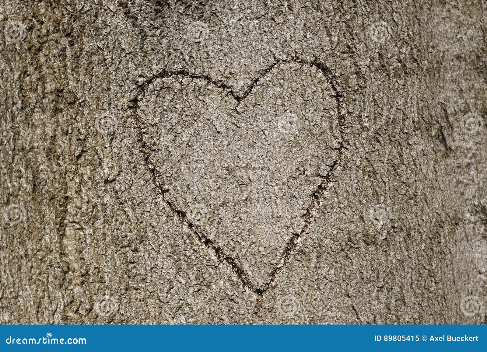 Heart Shape Carved into Tree Stock Image - Image of sign, symbol: 89805415