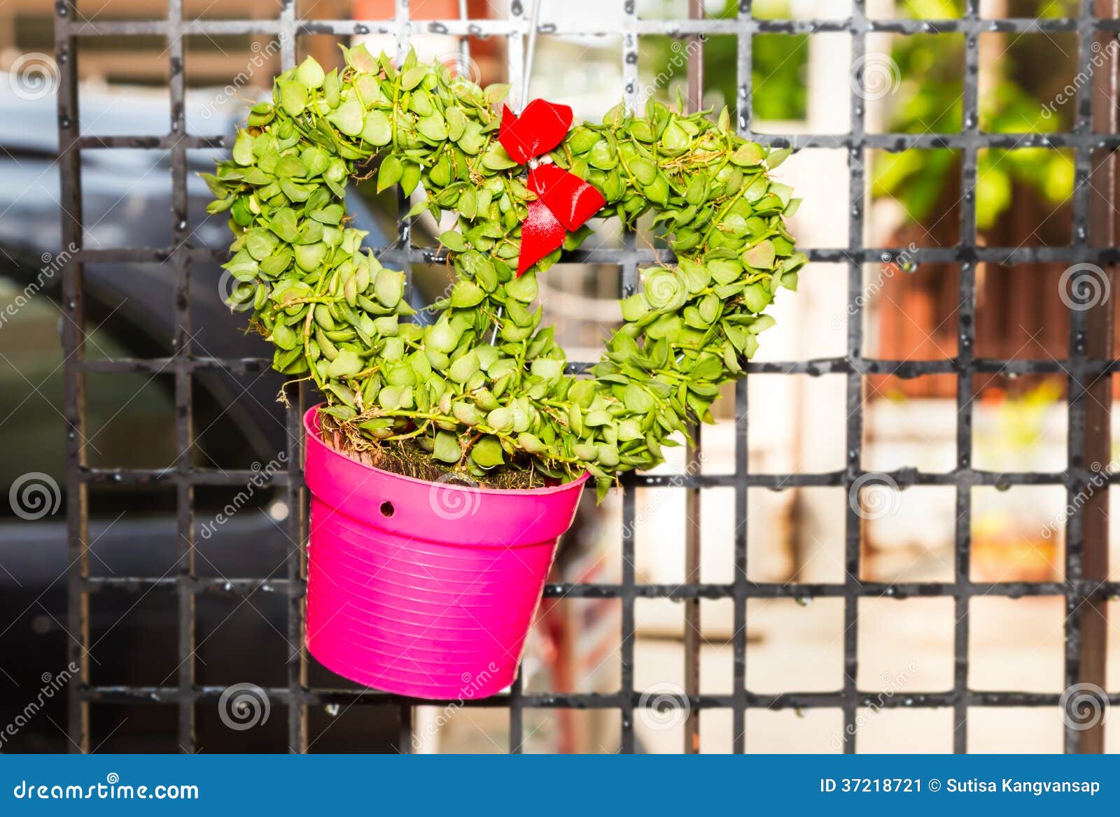 Heart Shape Hoya Leaf in Pink Pot Stock Image - Image of valentine ...