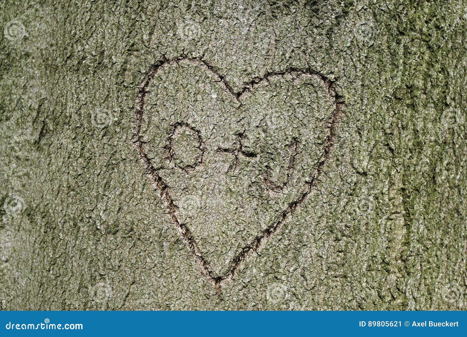 Heart Shape with Initials Carved into Tree Stock Image - Image of tree ...