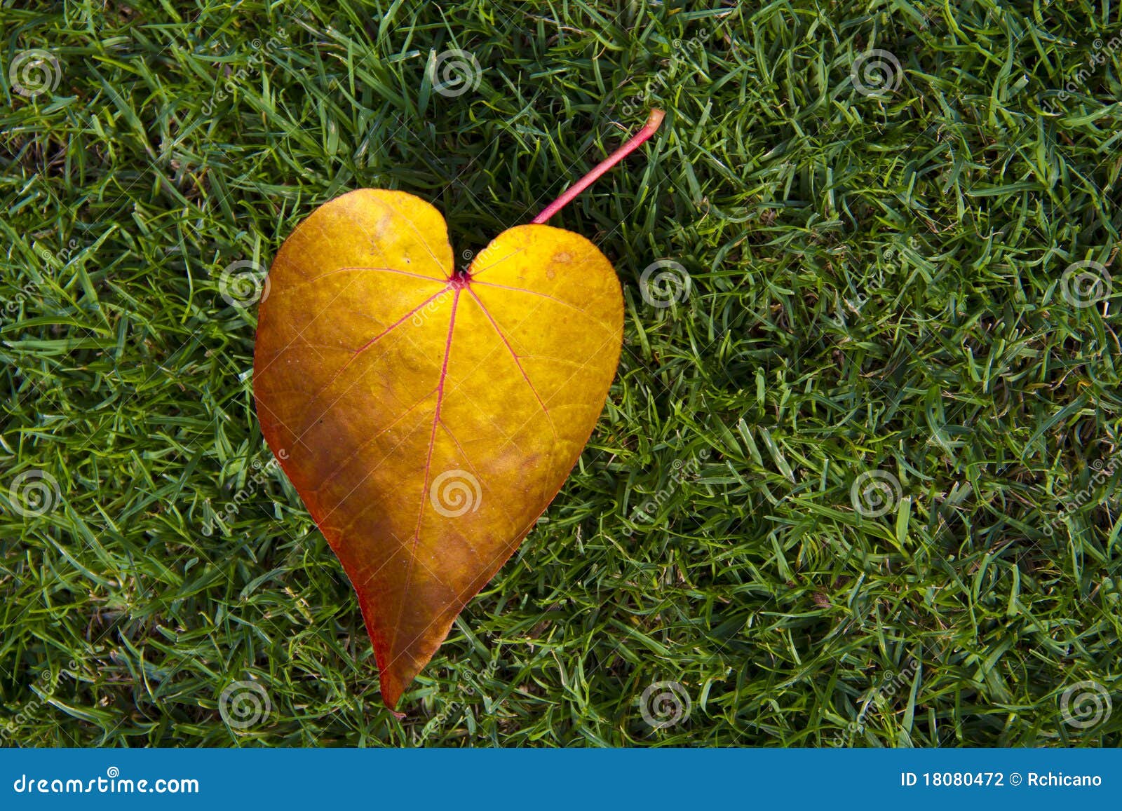 Heart shape leaf stock photo. Image of celebrate, romance - 18080472