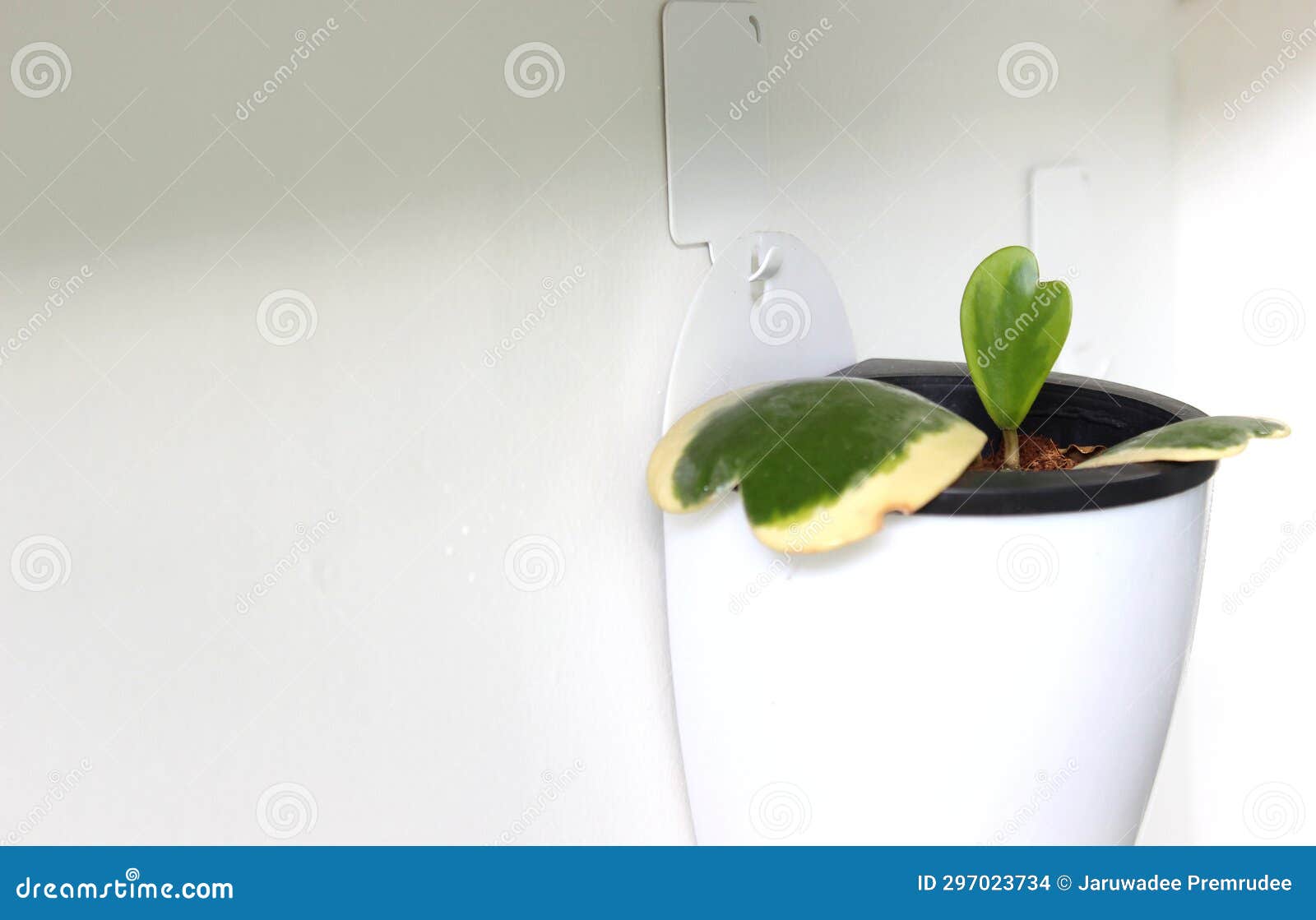 Heart Shape Leaf Hoya in White Plant Pot Hang on White Wall Stock Photo ...