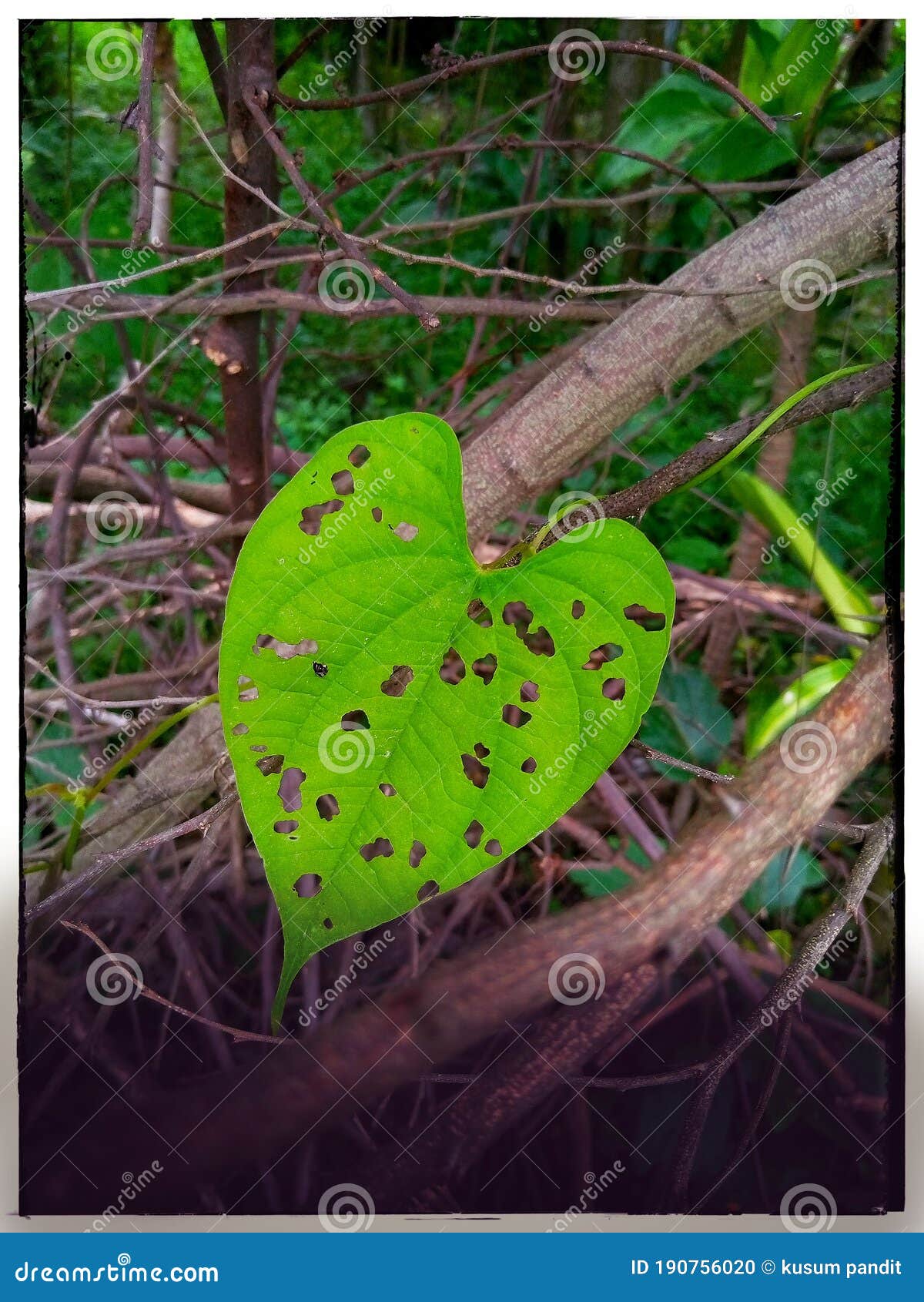 Heart Shape Leaf,heart Hurted,hurted Leaf Stock Photo - Image of hurt ...