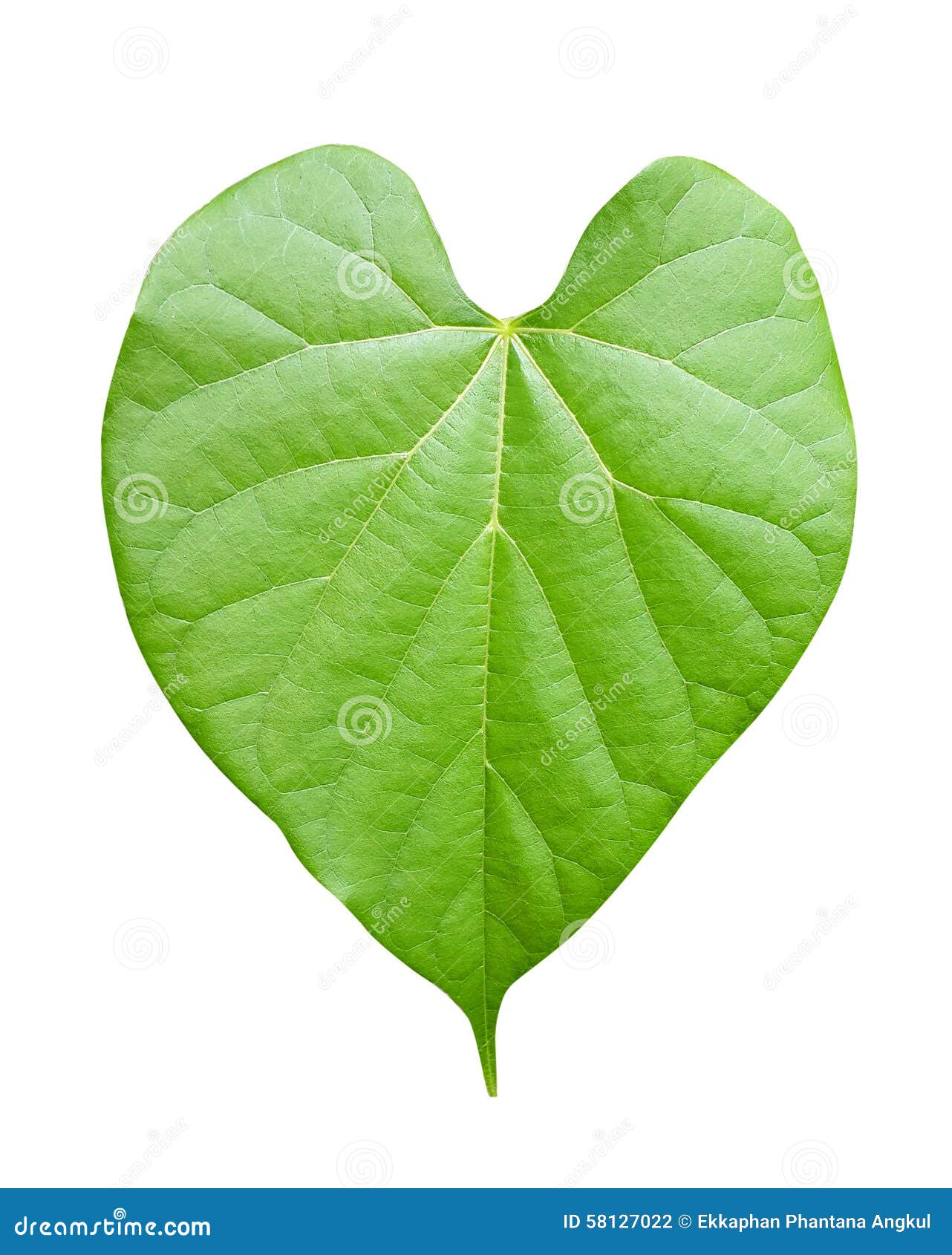 Heart Shape Leaf ,isolated on White Stock Photo - Image of color ...