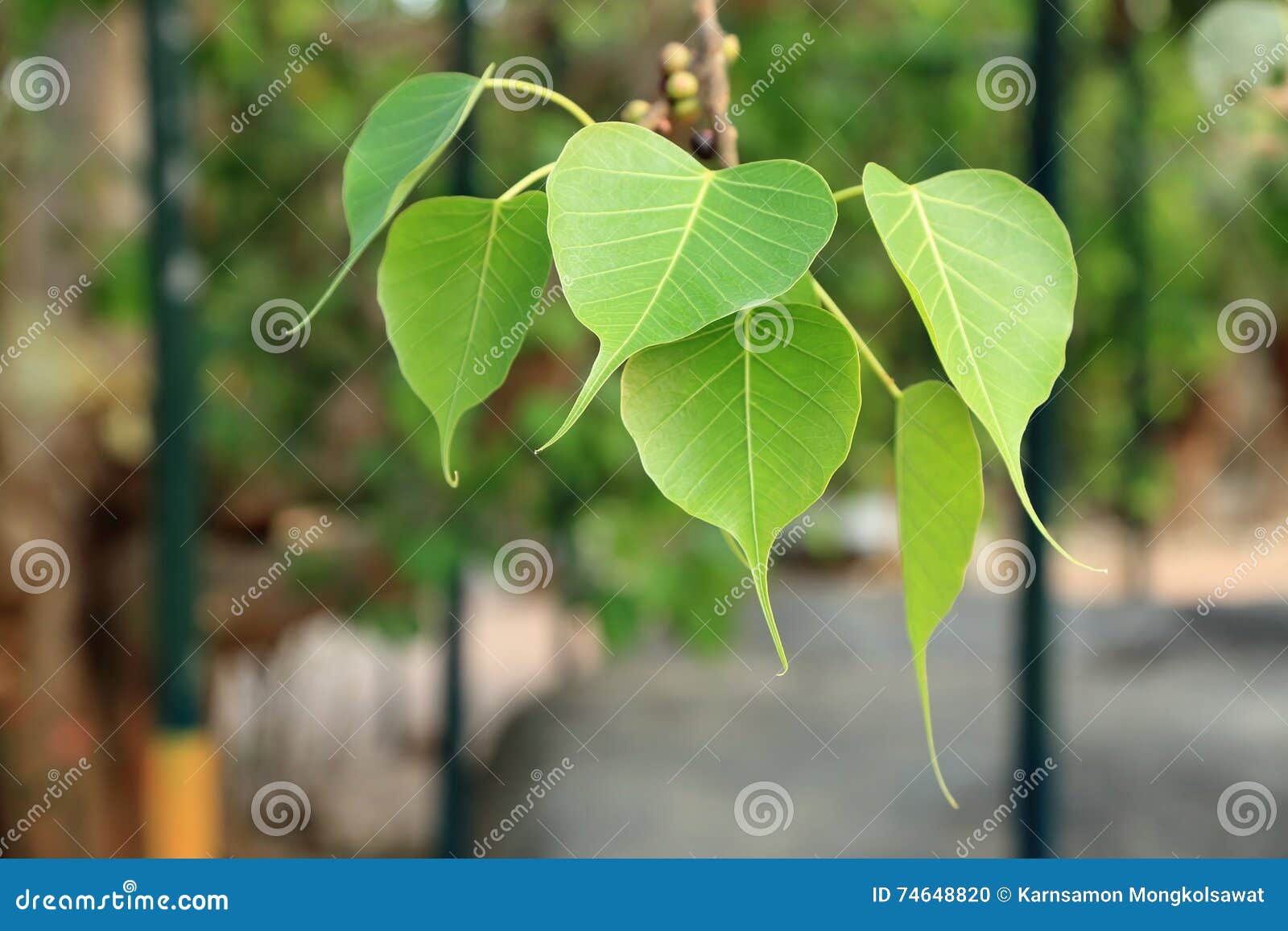 Heart Shape Leaf, Pipal Leaves on Bodhi Tree in Buddhist Temple Stock ...