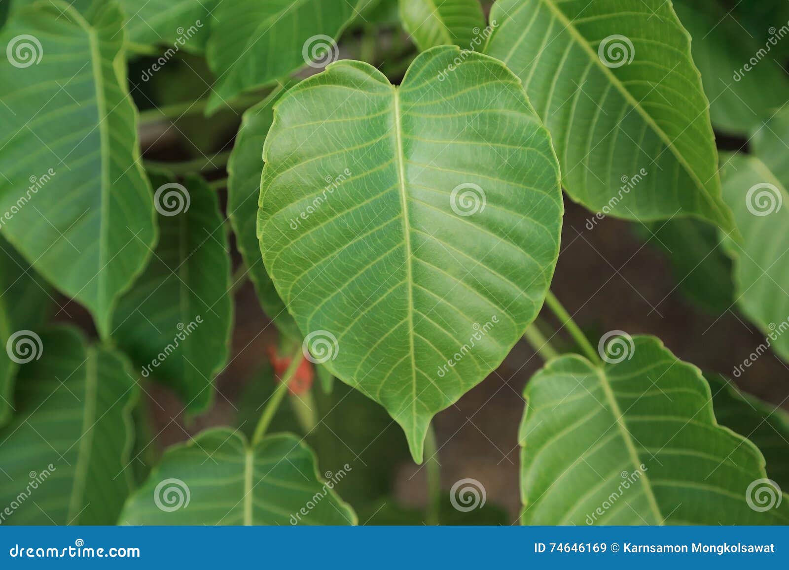 Heart Shape Leaf, Pipal Leaves on Tree Stock Image - Image of outdoor ...