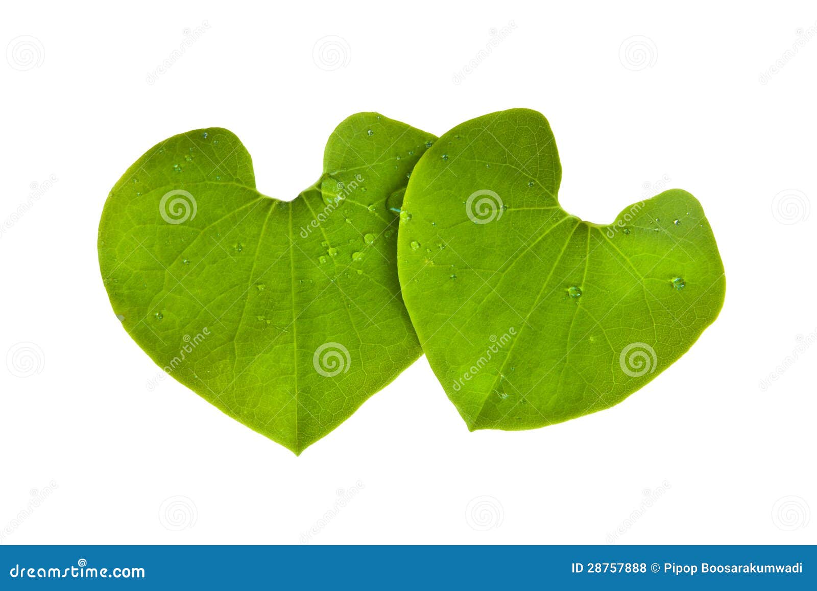 Heart Shape Leaves Isolated on White Stock Photo - Image of freshness ...