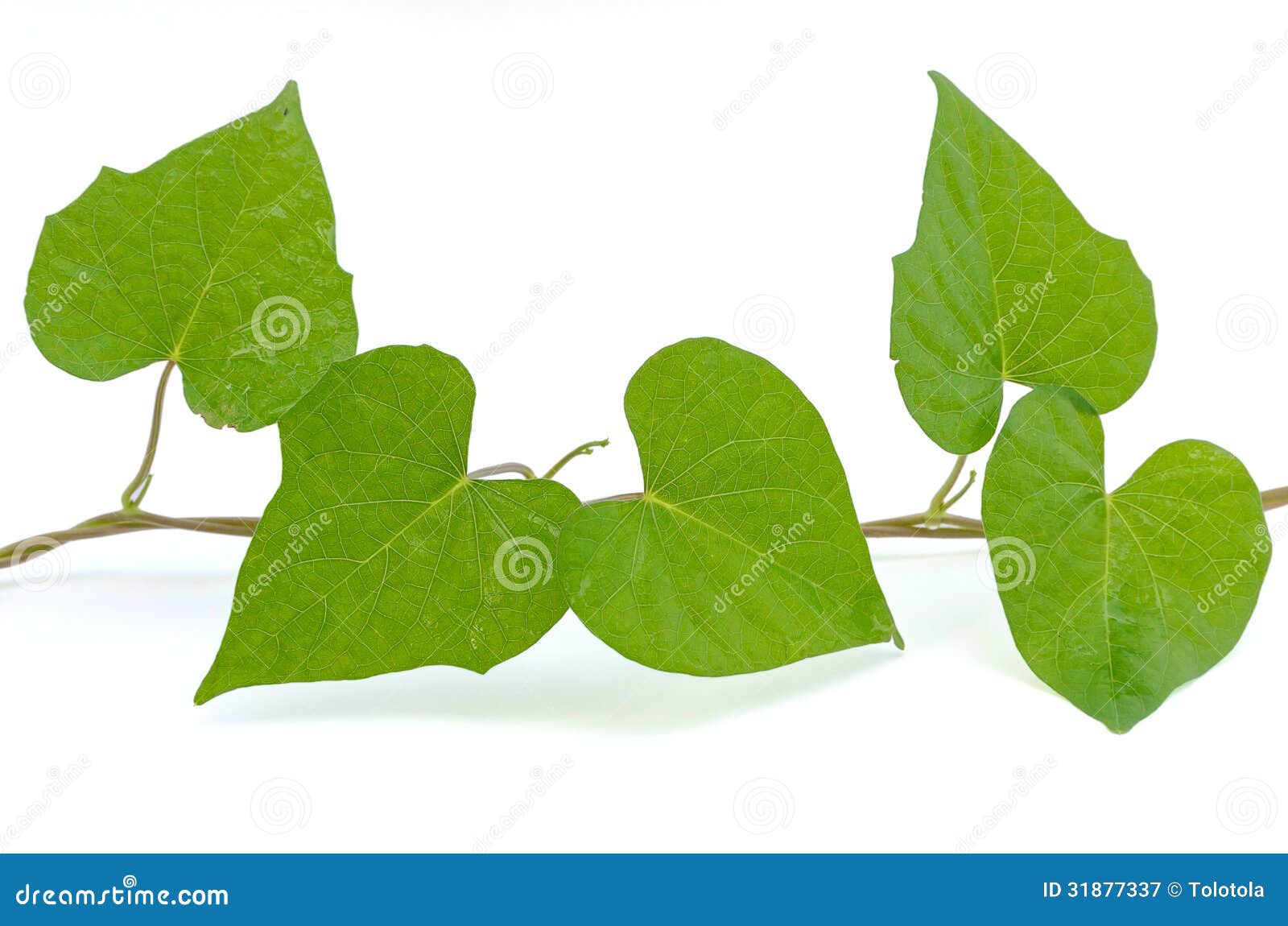 Heart shape leaves stock image. Image of foliage, heart - 31877337