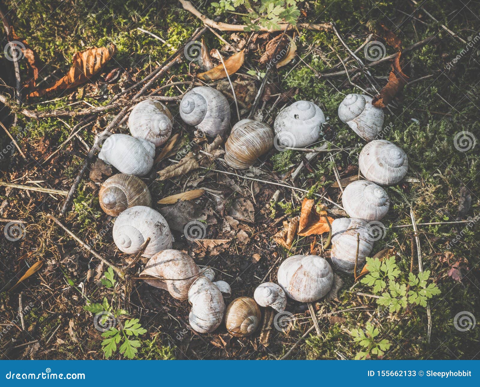 Heart Shape Made from Empty Snail Shells Stock Image - Image of symbol ...