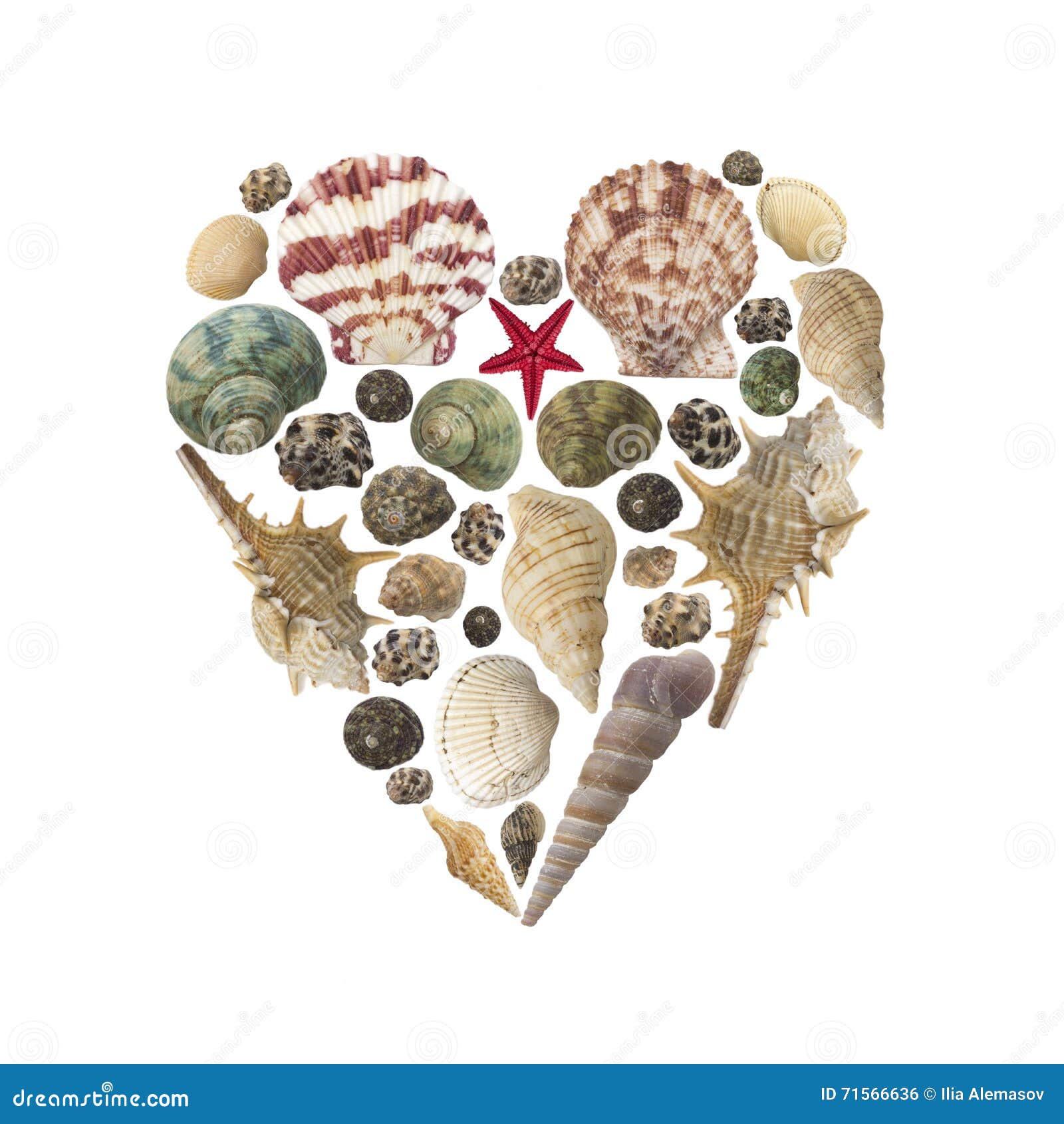 Heart Shape Made of Shells Isolated Stock Photo - Image of heart ...