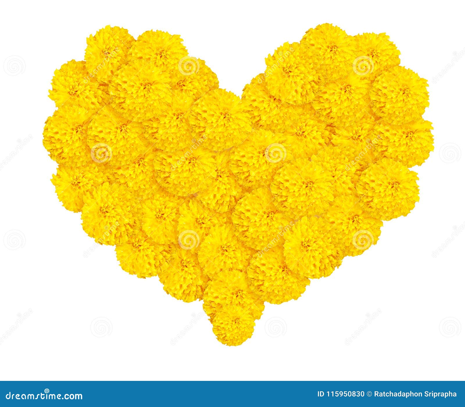 359 Isolate Marigold Flower Stock Photos - Free & Royalty-Free Stock ...