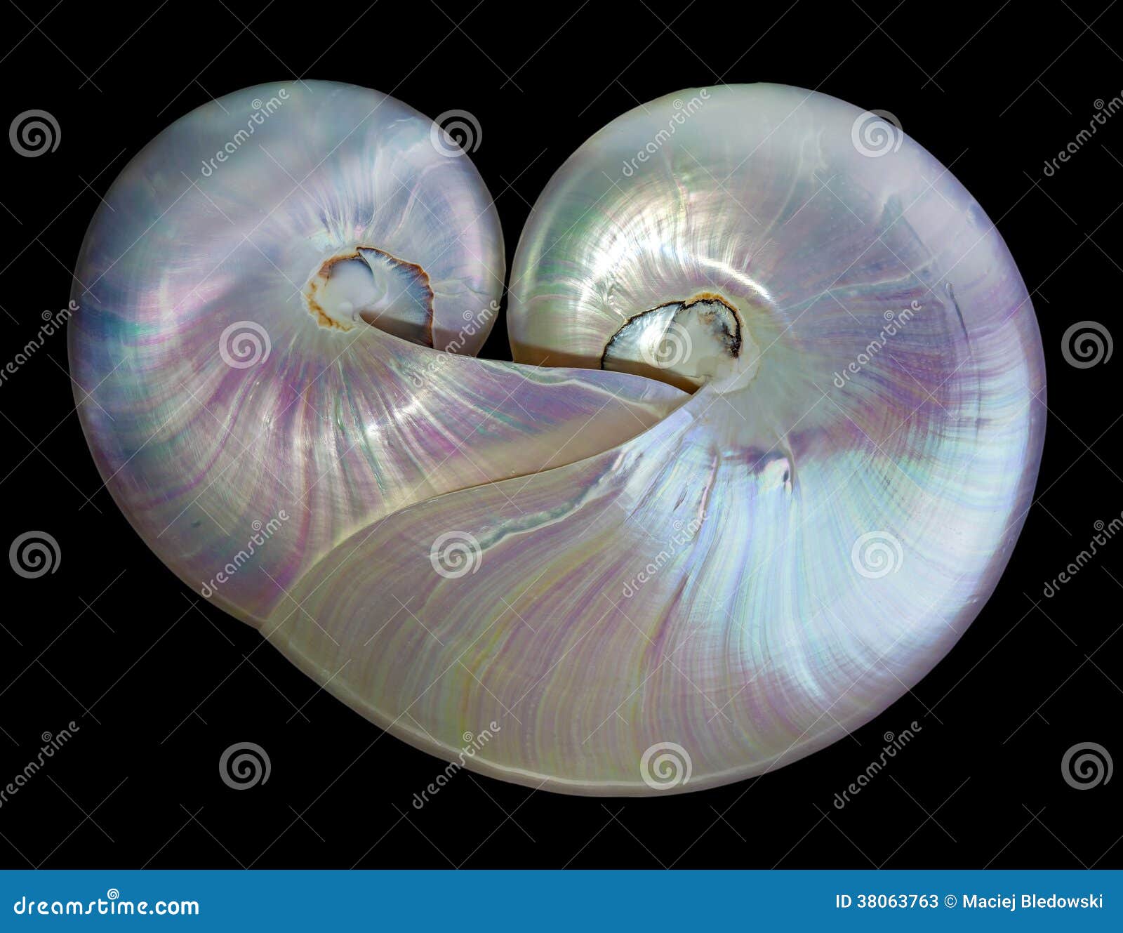 Heart Shape Pearl Shells of a Nautilus. Stock Image - Image of mother ...