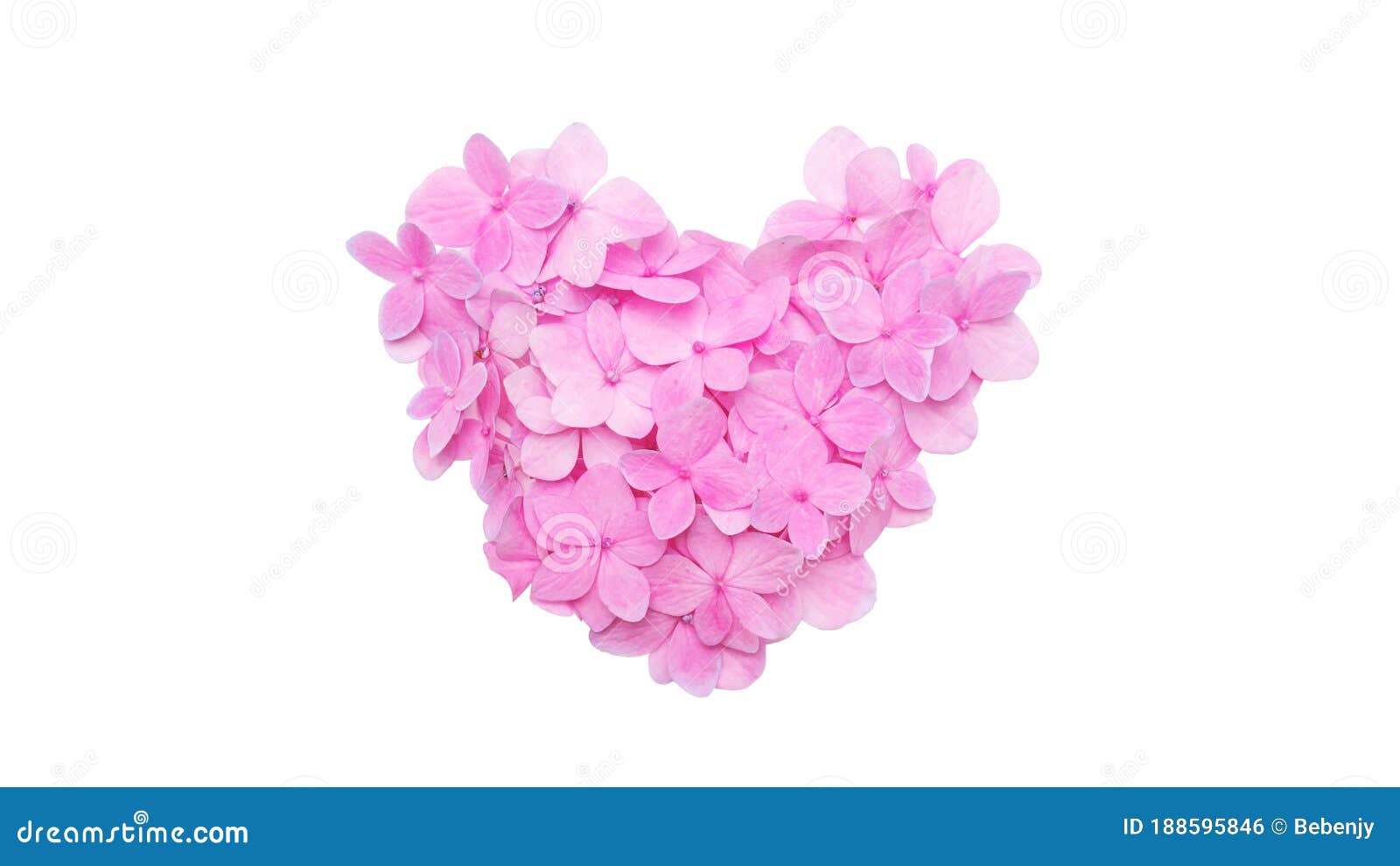 A Heart Shape of Pink Hydrangea Flower on a White Background Stock ...