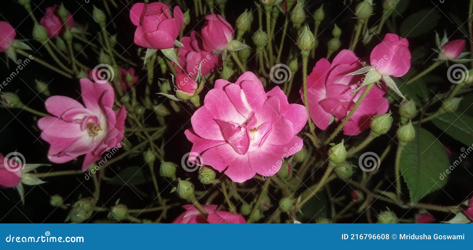 Heart shape Rose Patel stock photo. Image of blossom - 216796608