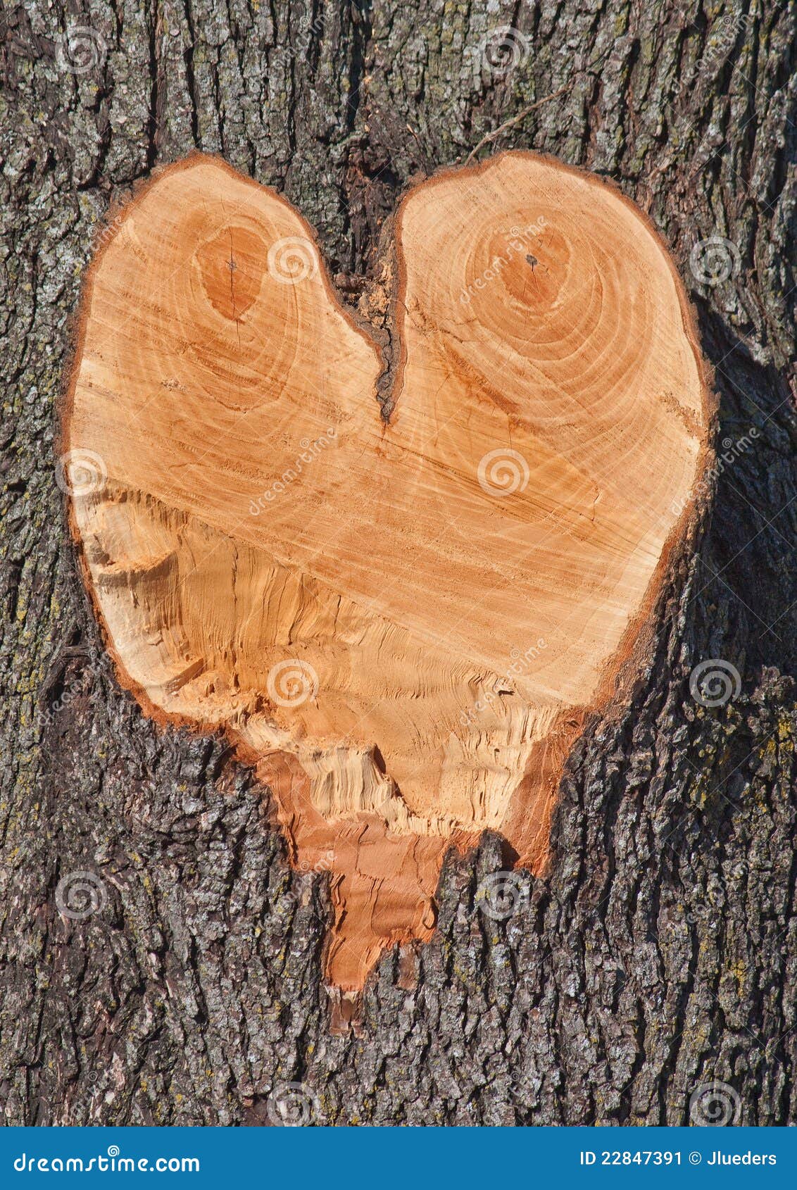 Heart shape in a Tree stock image. Image of tree, wallpaper - 22847391