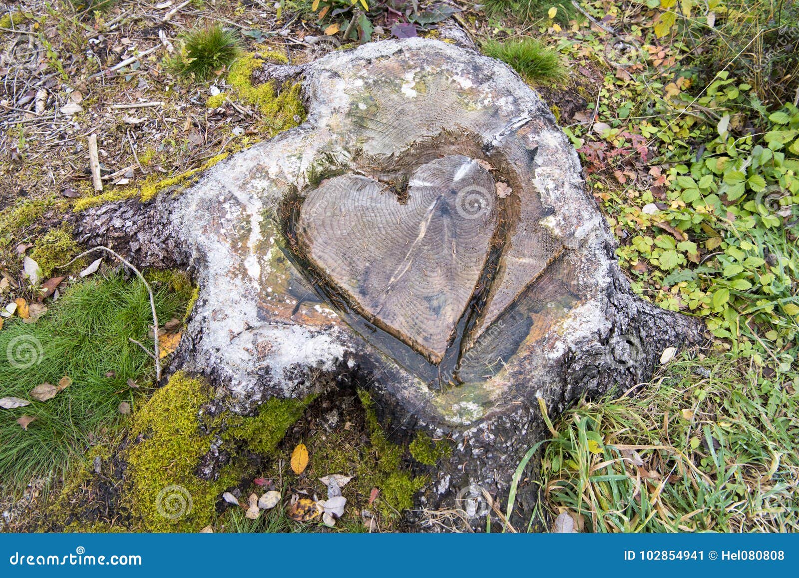 Heart shape in tree stump stock image. Image of fall - 102854941