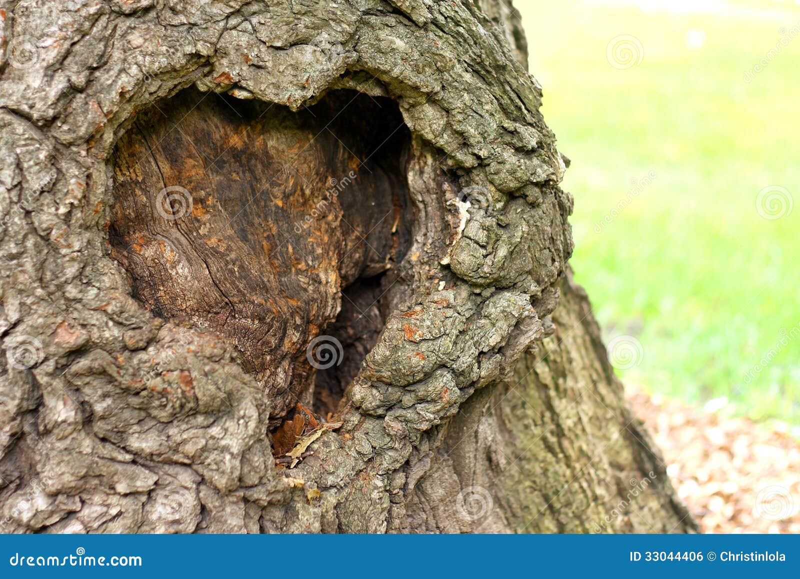 Heart Shape in Tree Trunk stock photo. Image of relationship - 33044406