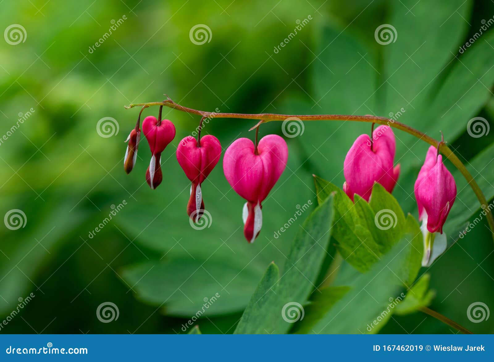 Heart-shaped Bleeding Heart Flower in Pink and White Color. Stock Image ...