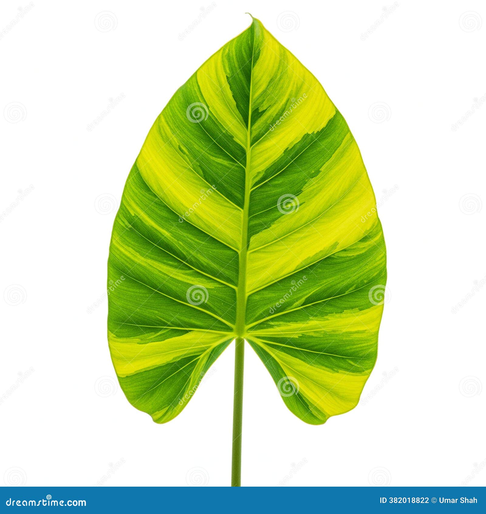 Variegated Caladium Bicolor Plant Isolated On White Background With ...