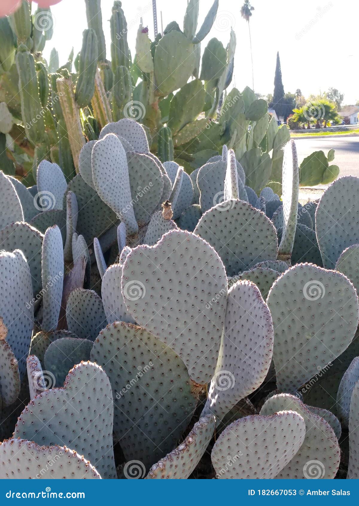 Heart Shaped Cacti stock image. Image of garden, cacti - 182667053