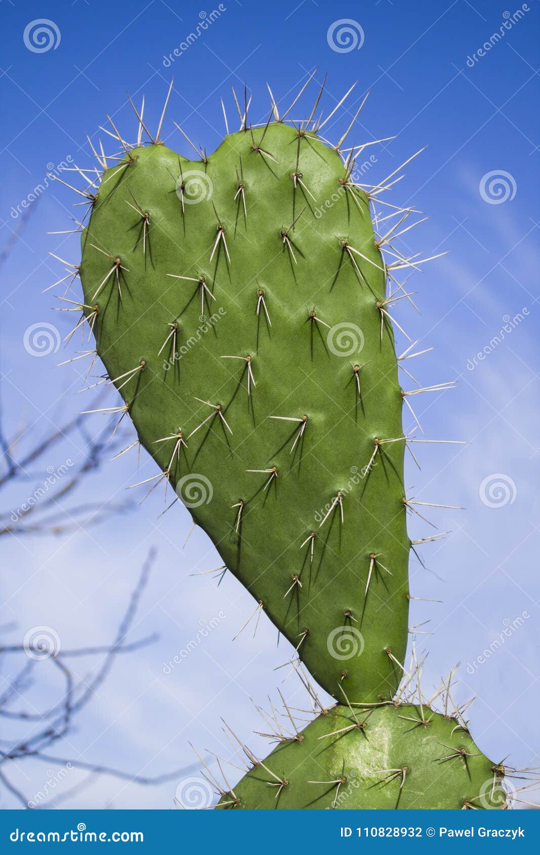 Heart shaped cactus stock photo. Image of green, plant - 110828932