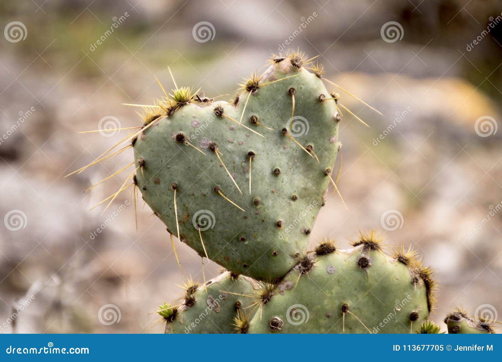 Heart shaped cactus stock image. Image of heart, spines - 113677705