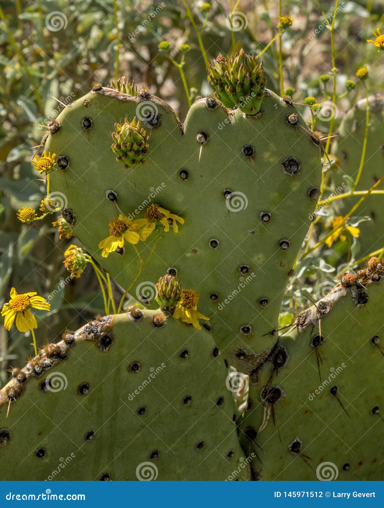 Heart shaped cactus leaf stock photo. Image of colorful - 145971512