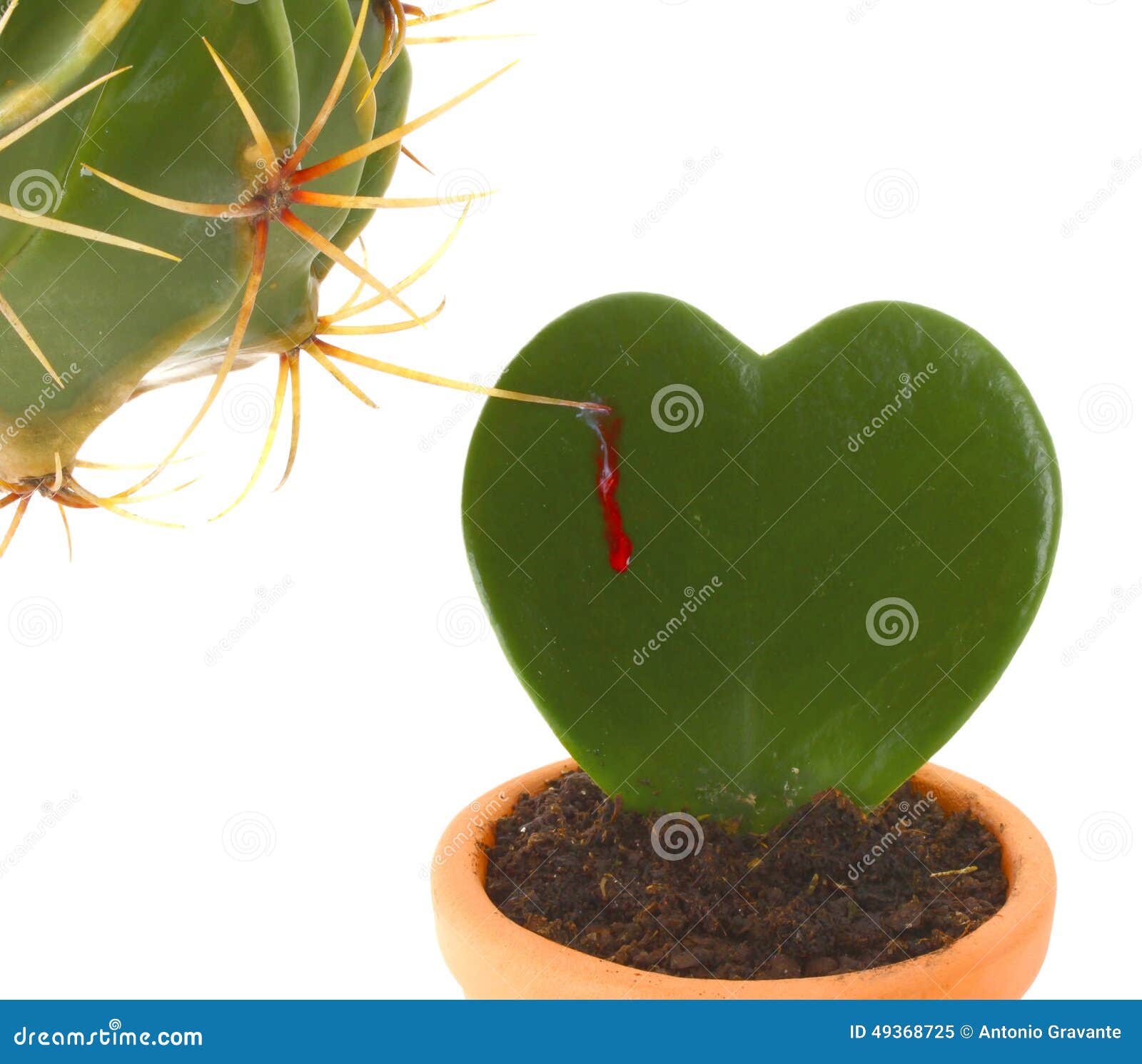 Heart Shaped Cactus while is Stung by Another Plant. Stock Image ...