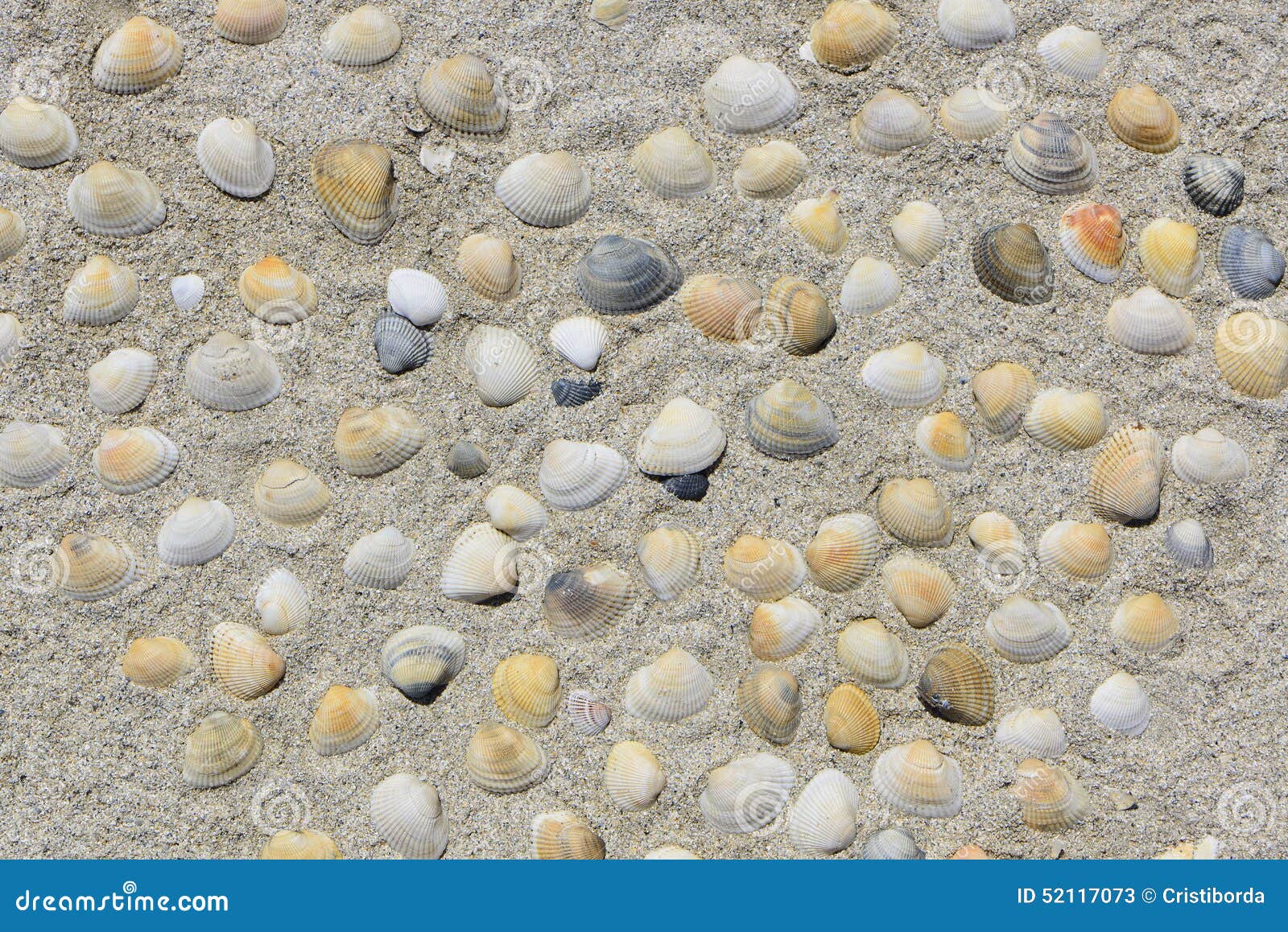 Heart Shaped Colored Sea Shells in Sand at Beach Stock Image - Image of ...