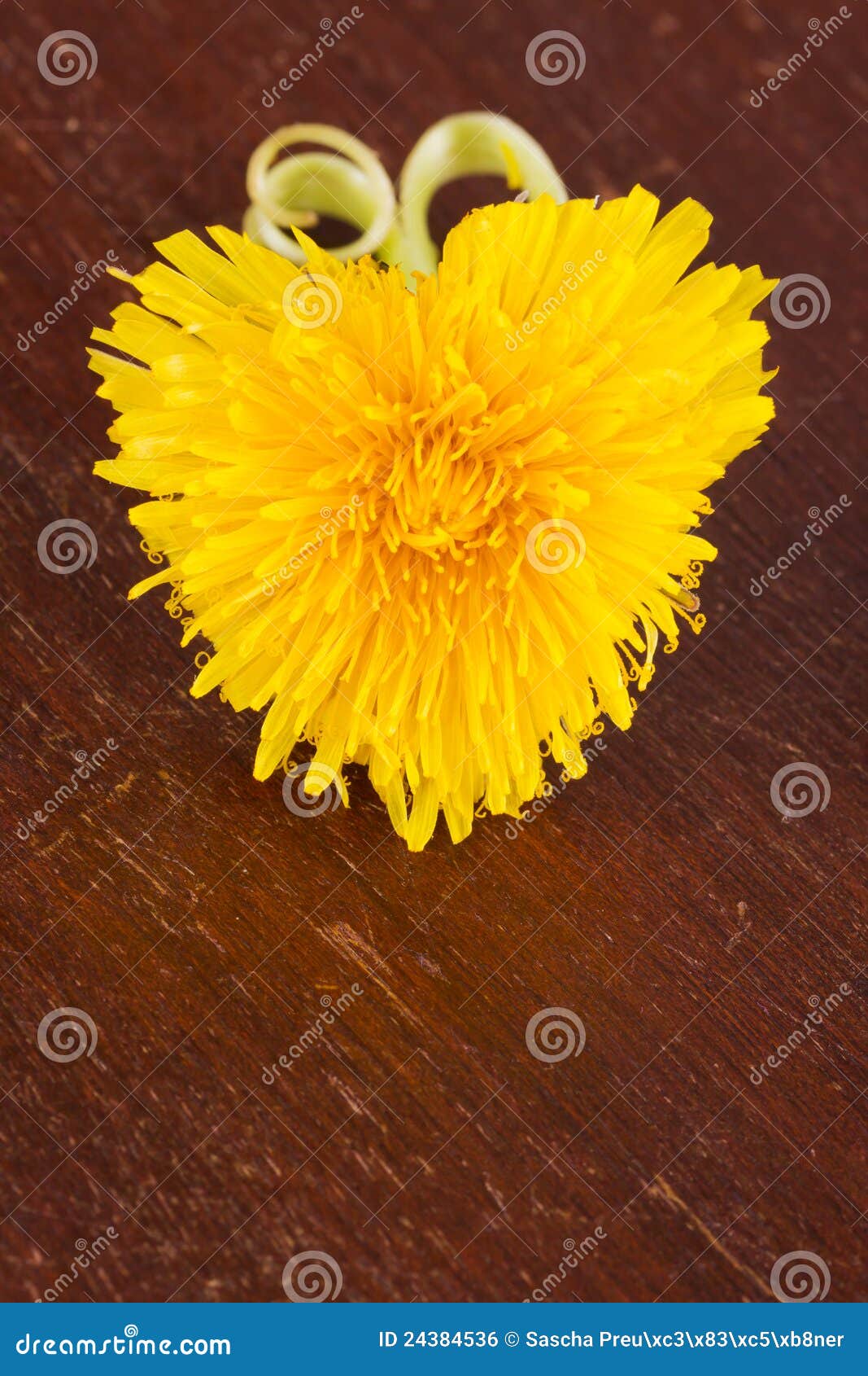 Heart shaped dandelion stock photo. Image of green, background - 24384536