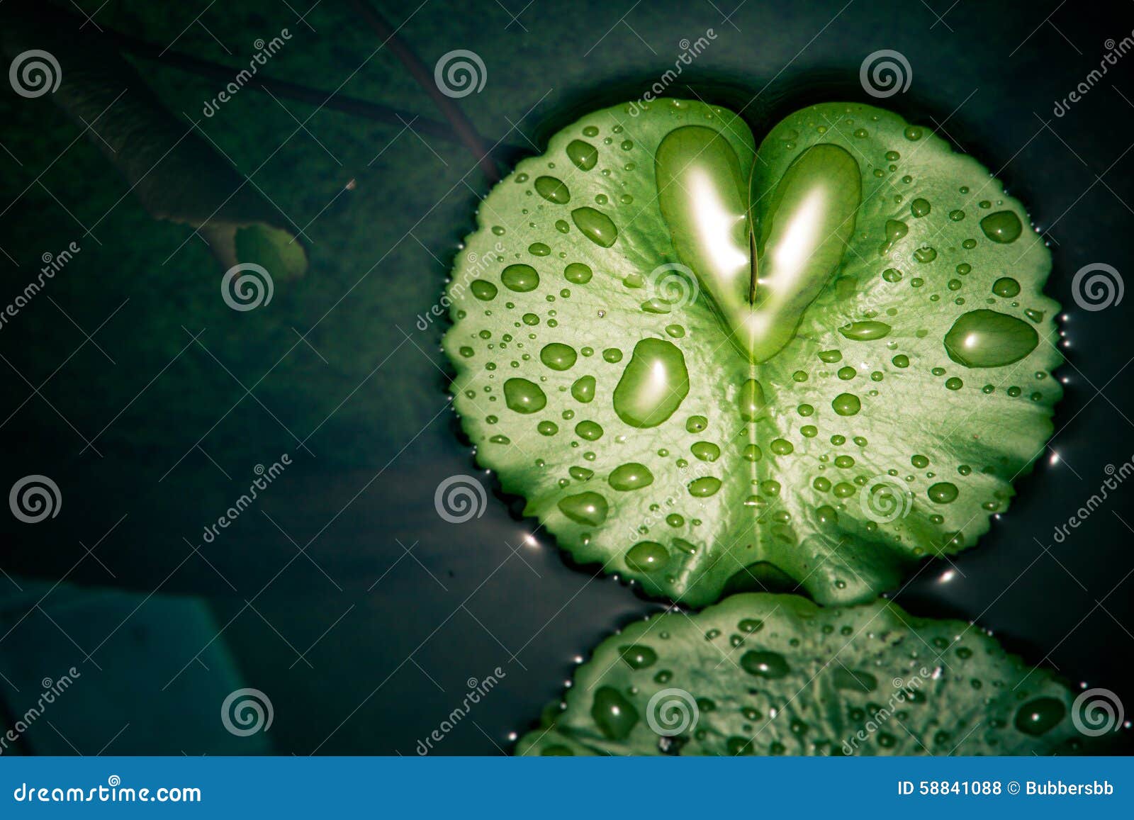 Heart Shaped Droplets on a Lotus Stock Photo - Image of love, droplets ...