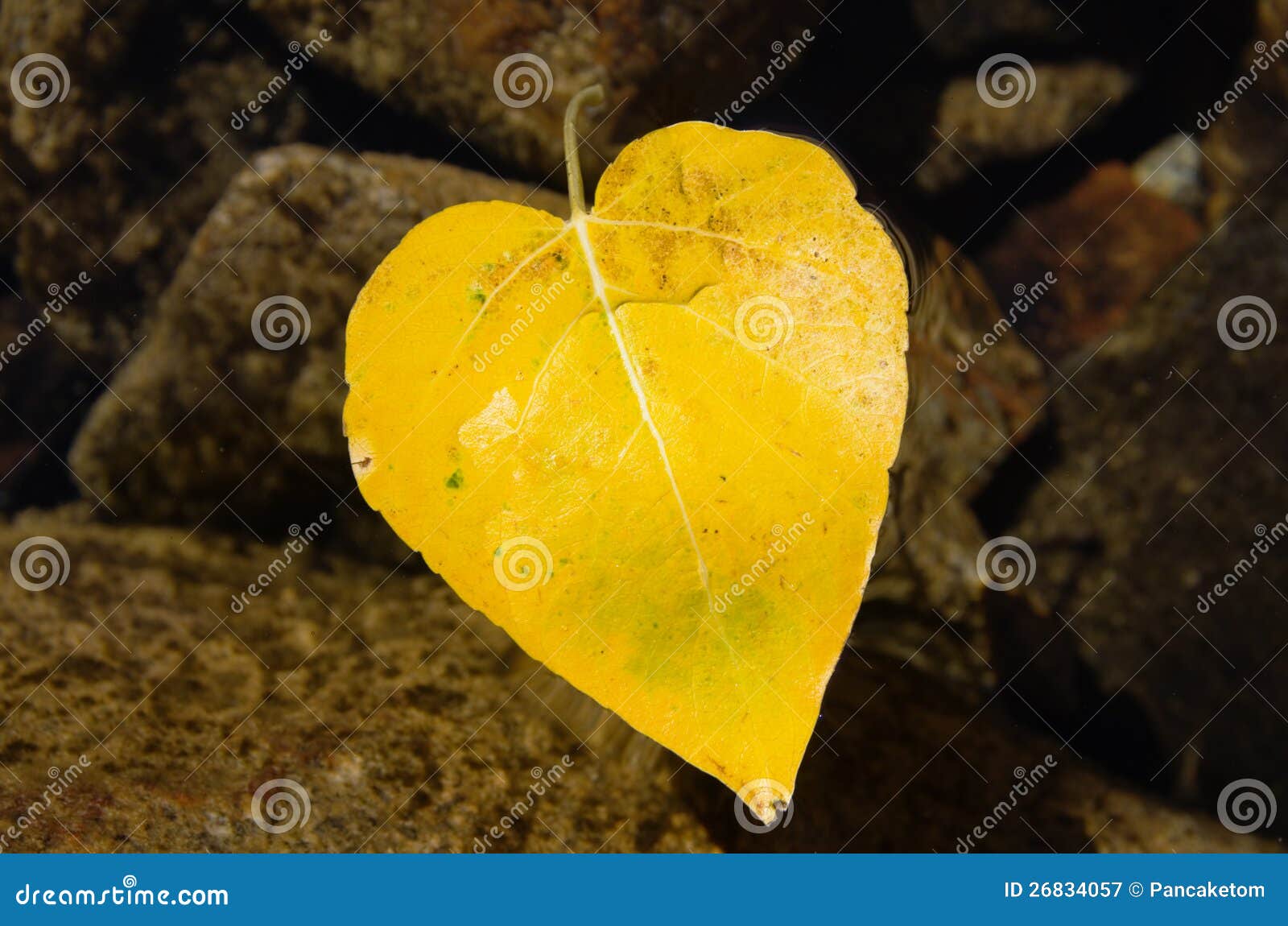 Heart Shaped Fall Leaf stock image. Image of cottonwood - 26834057