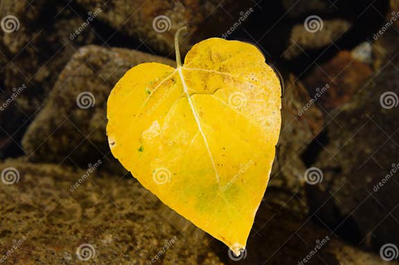 Heart Shaped Fall Leaf stock image. Image of cottonwood - 26834057