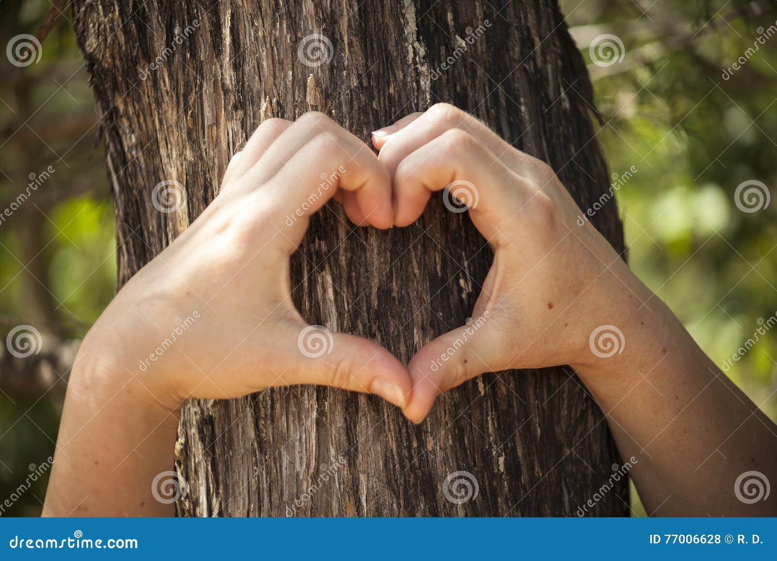 Heart shaped female hands. stock photo. Image of fertile - 77006628