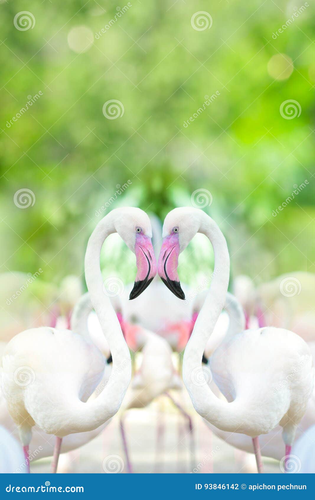 Heart-shaped flamingo, stock photo. Image of exotic, flamingos - 93846142