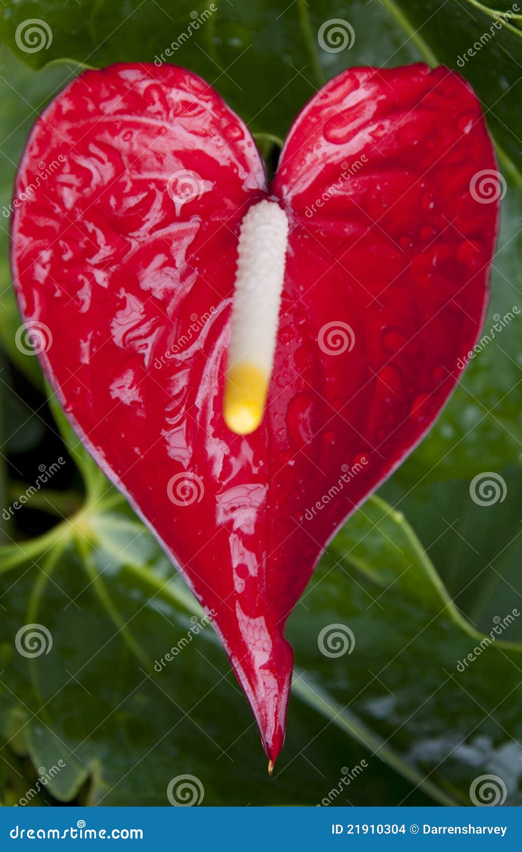 Heart Shaped Flower at Eden Stock Photo - Image of heart, shape: 21910304