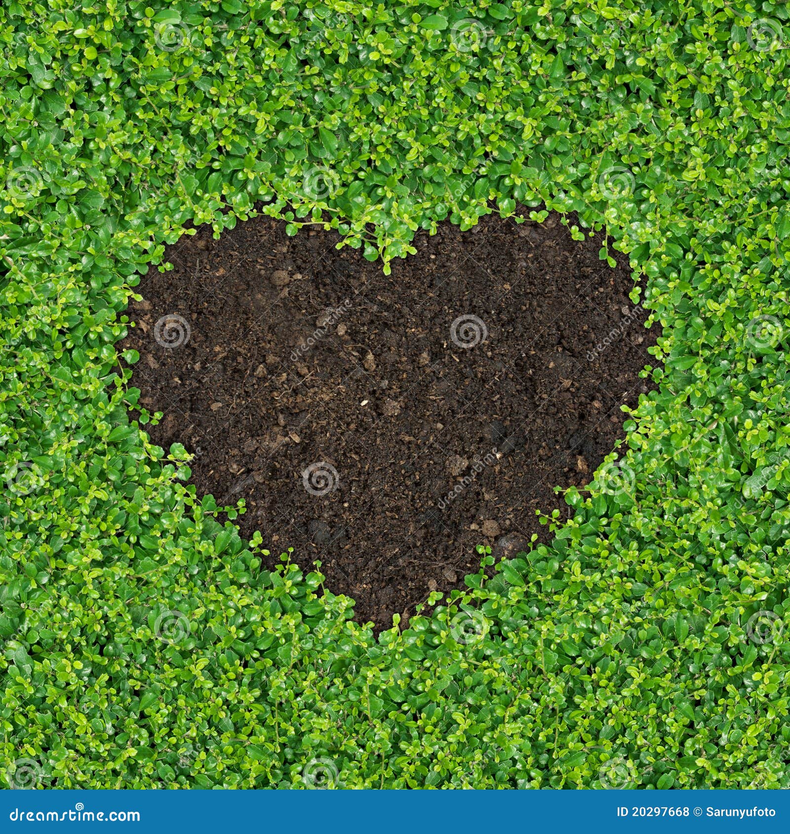 Heart-shaped grass. stock photo. Image of leaf, environmental - 20297668