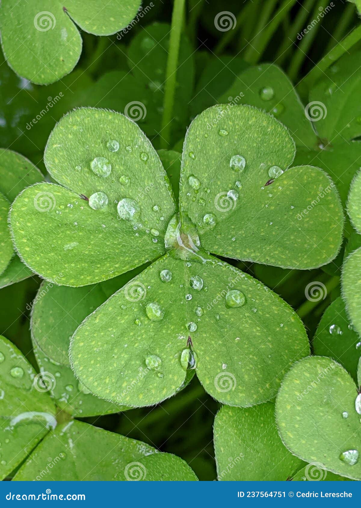 Heart-shaped Green Clover with Water Droplets Stock Image - Image of ...