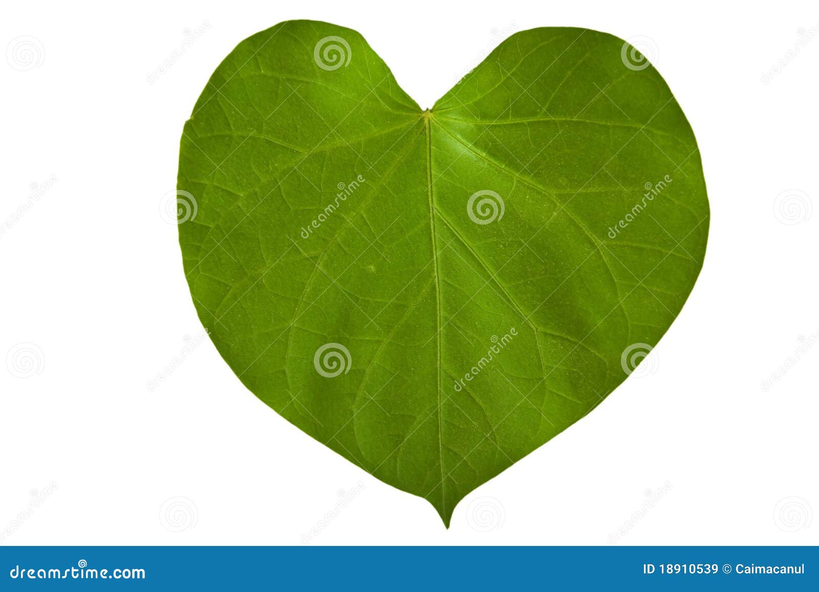 A heart shaped green leaf stock image. Image of natural - 18910539