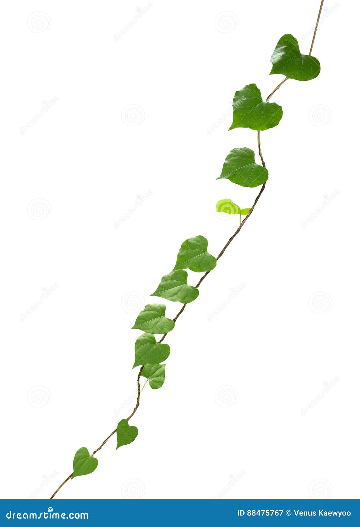 Heart Shaped Green Leaf Vines Isolated on White Background, Clip Stock ...