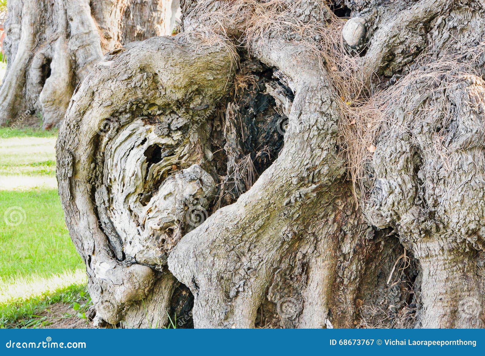 Heart-shaped Hollow in a Tree in a Park Stock Image - Image of natural ...