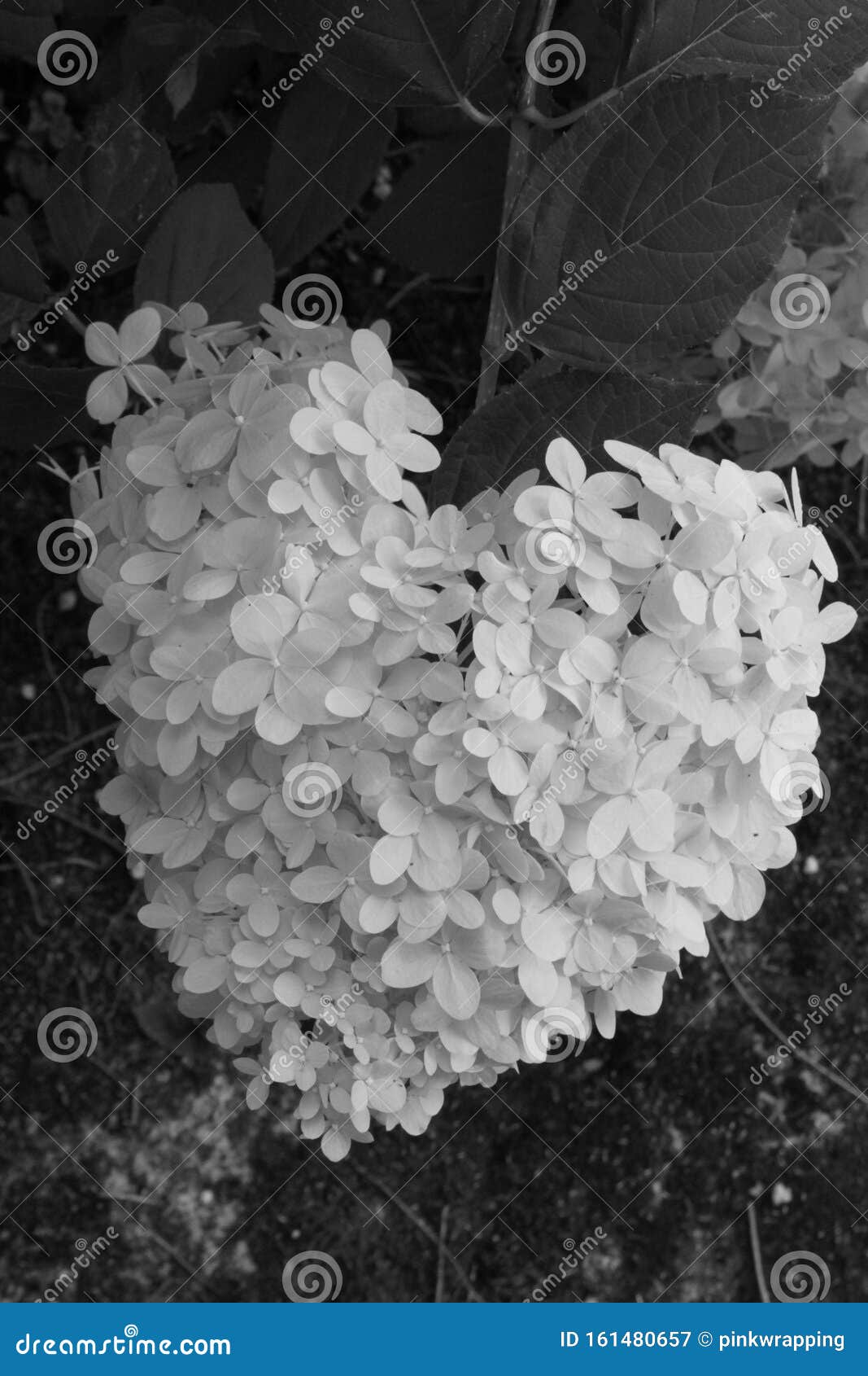 Heart shaped Hydrangea stock image. Image of pouring - 161480657