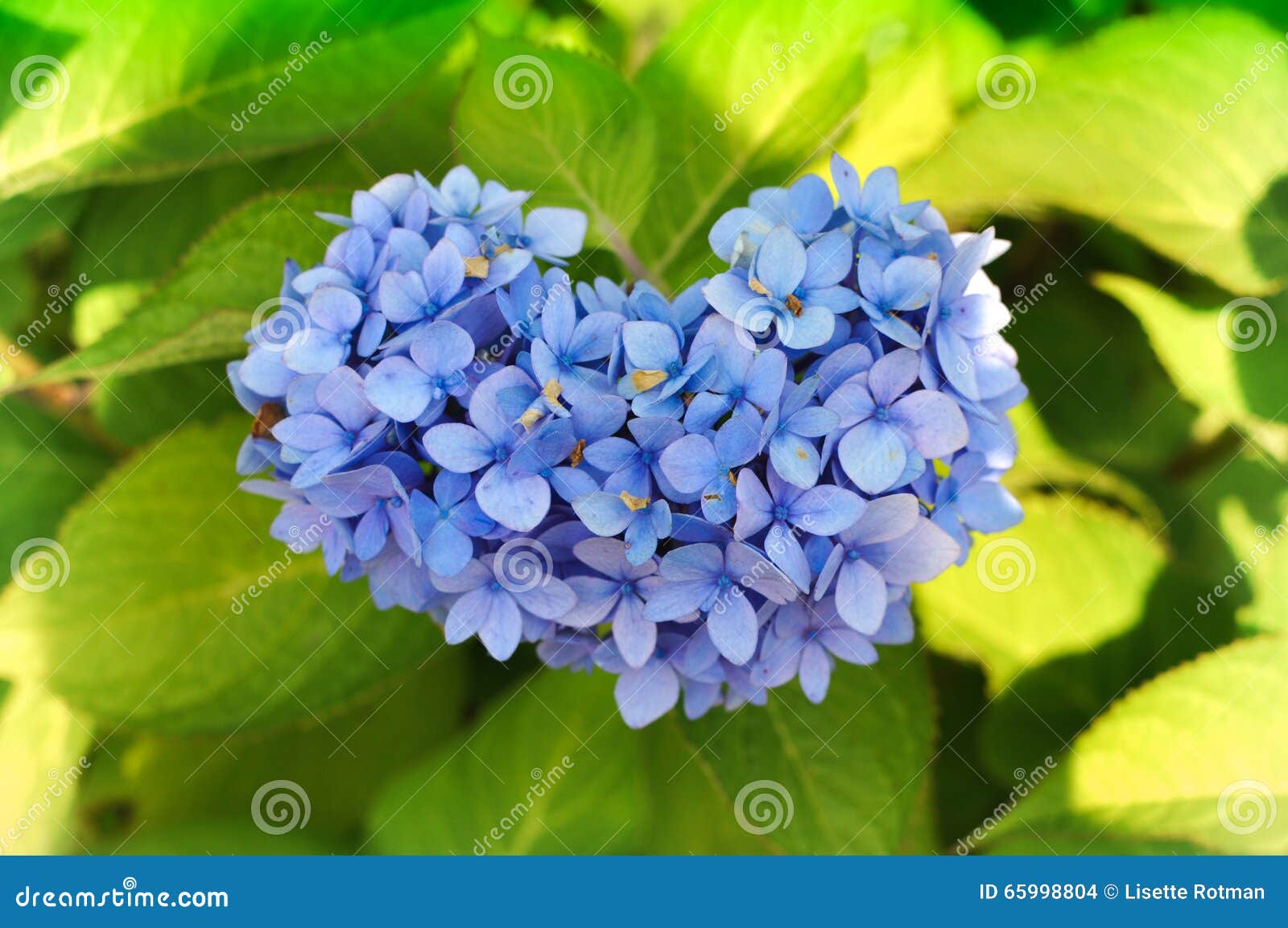 Heart Shaped Hydrangea Detail Stock Photos - Free & Royalty-Free Stock ...