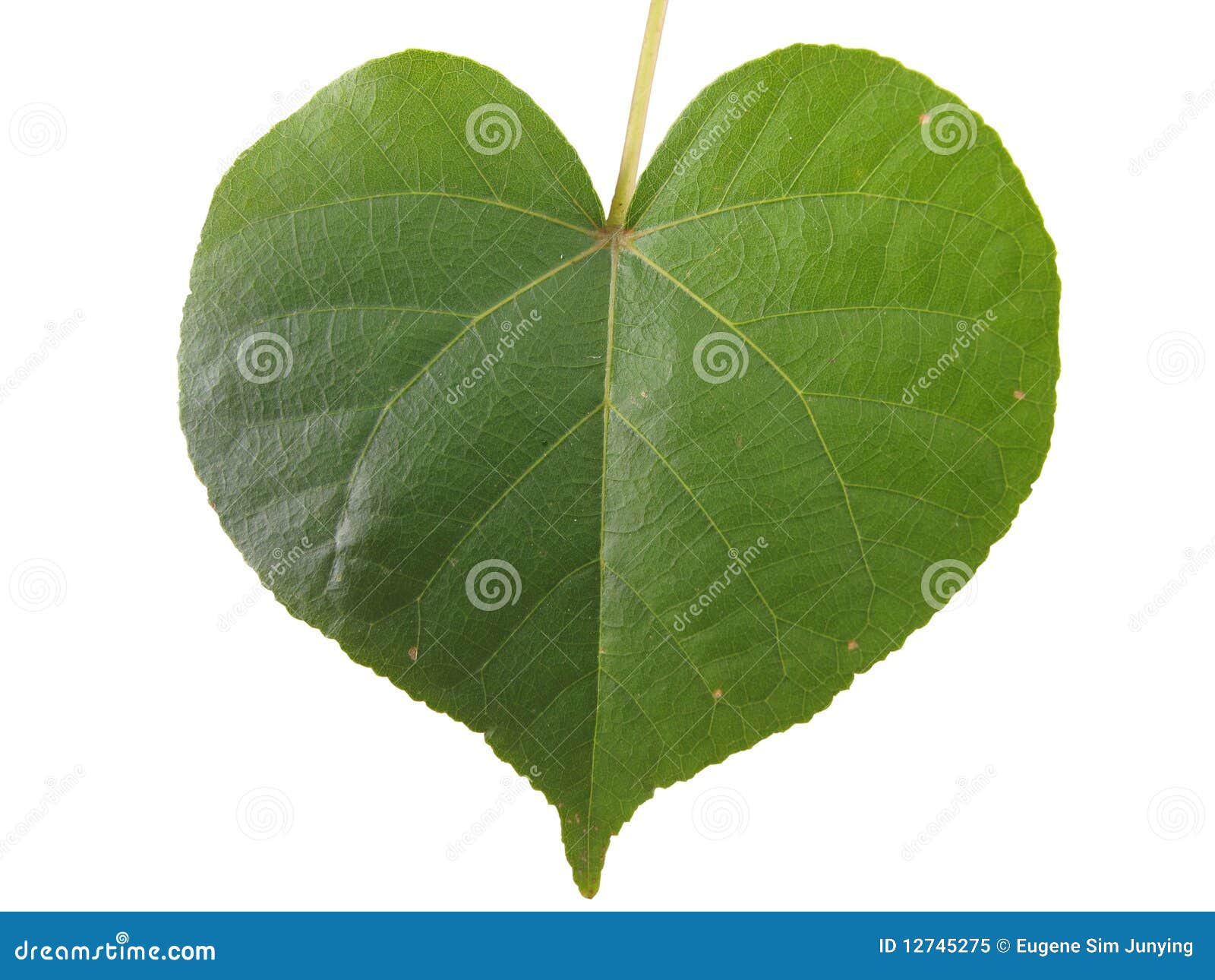Heart shaped leaf stock image. Image of almond, love - 12745275