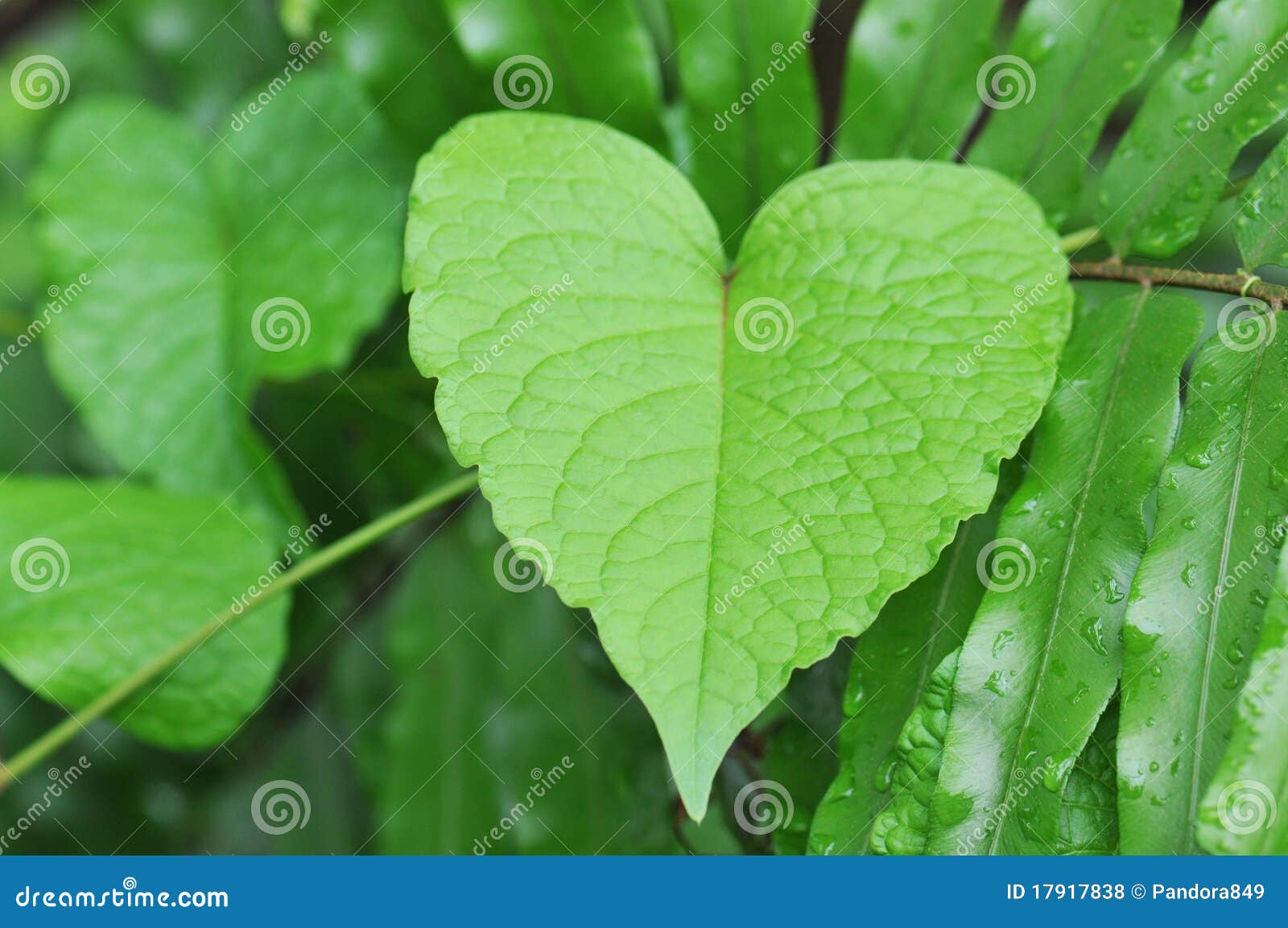 Heart Shaped Leaf Royalty Free Stock Photos - Image: 17917838