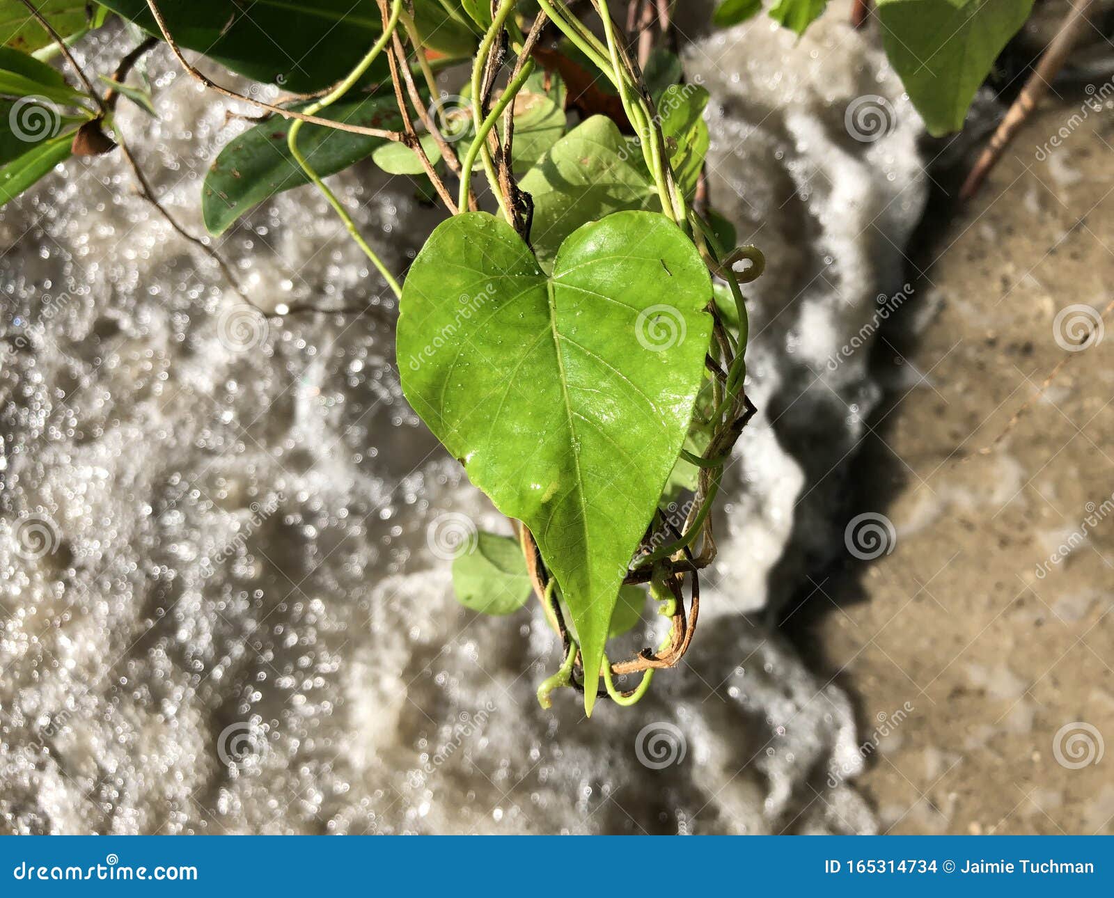 Heart Shaped Leaf at the Beach Stock Photo - Image of scenic, beach ...