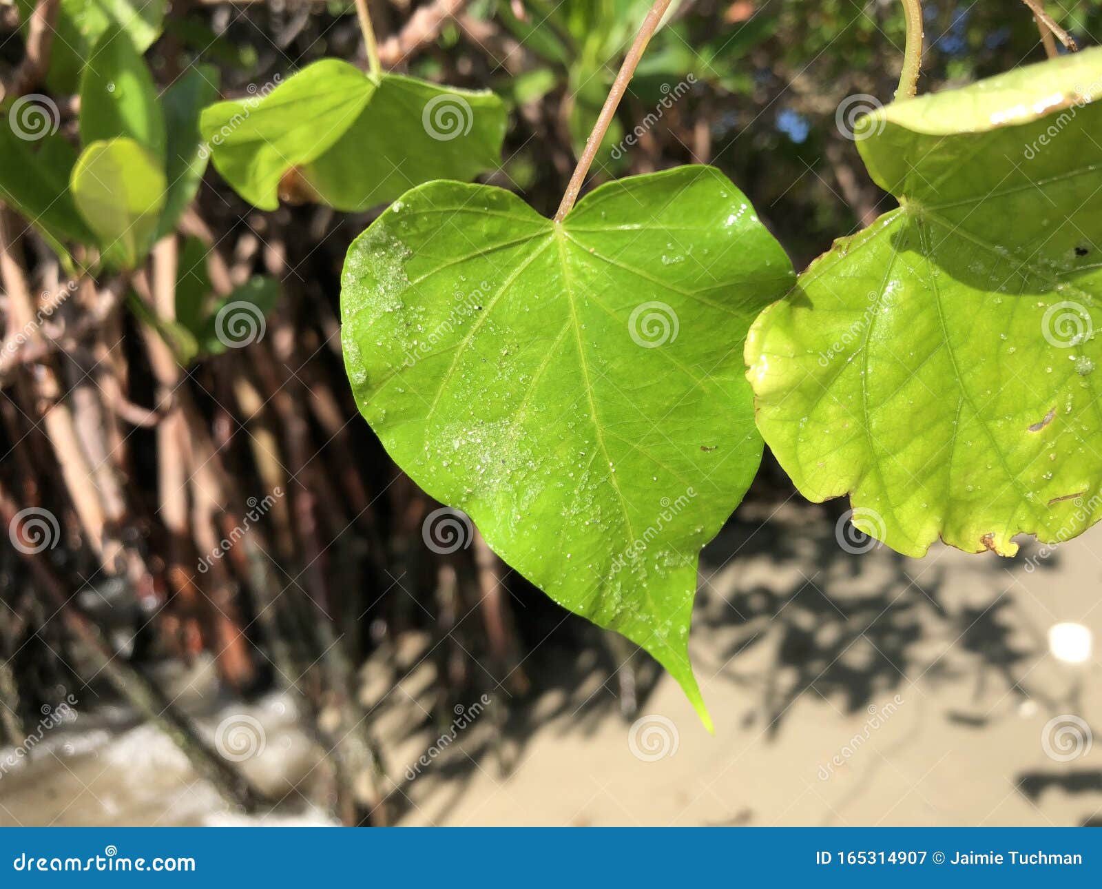 Heart Shaped Leaf at the Beach Stock Image - Image of empty, florida ...