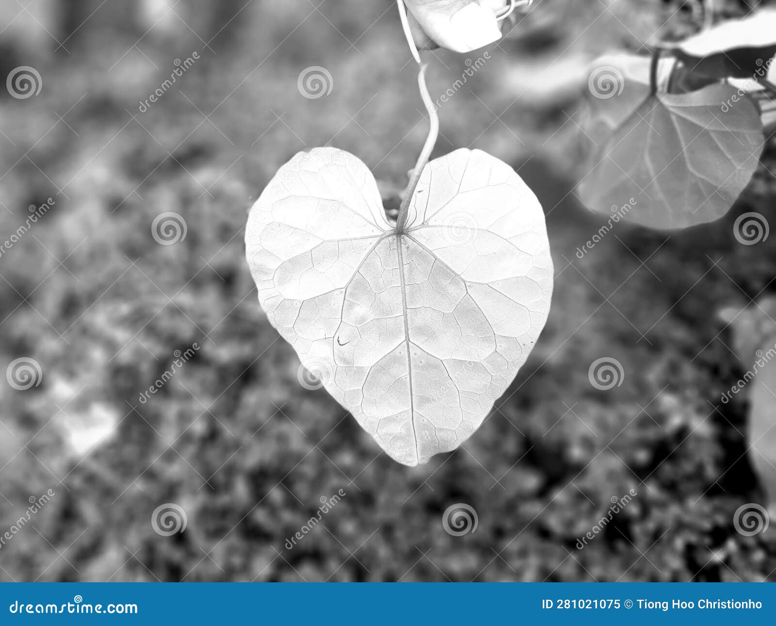 Heart Shaped Leaf in Black and White Image Stock Image - Image of ...