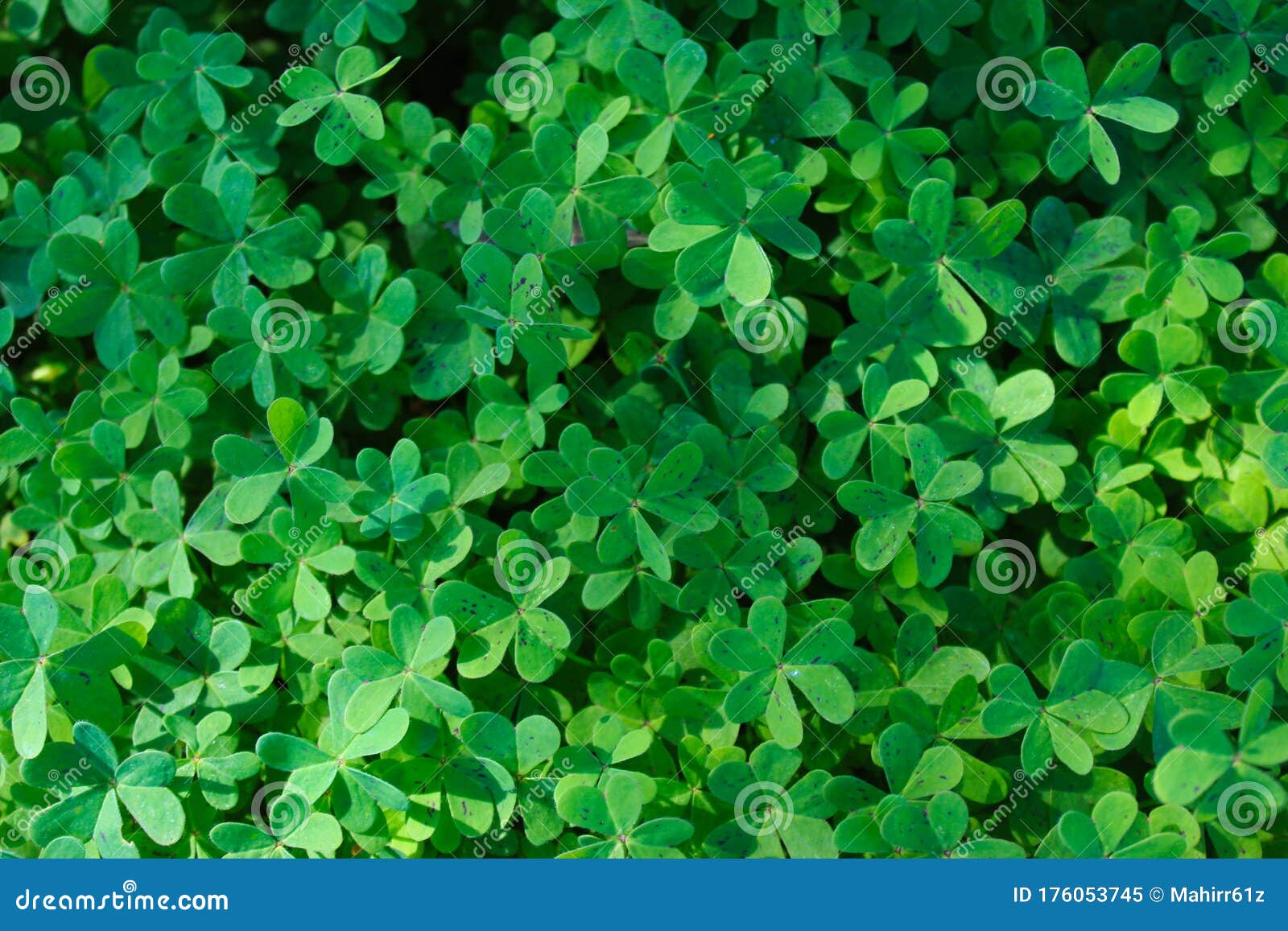 Heart-shaped leaf of grass stock image. Image of shaped - 176053745